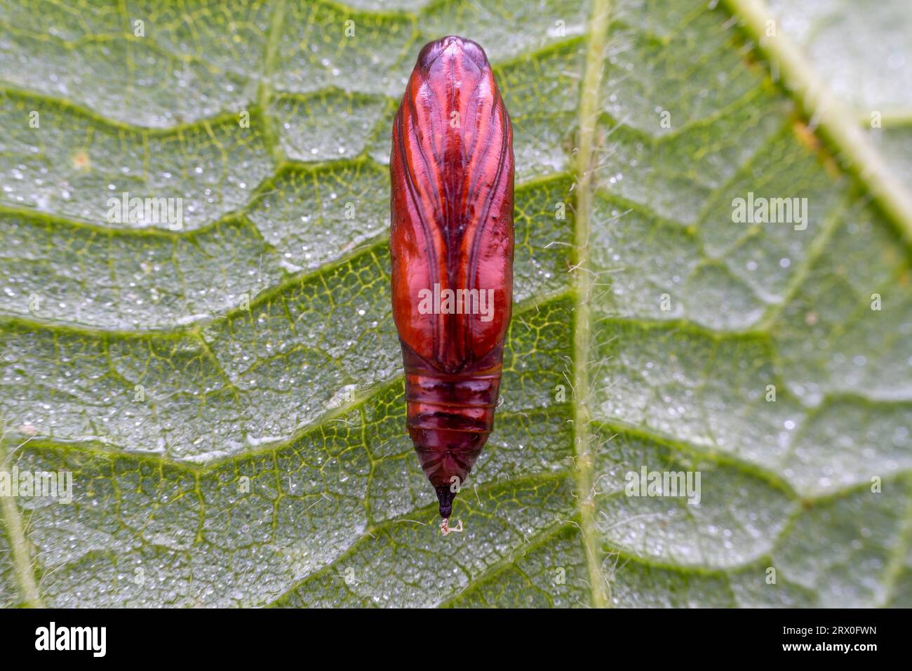 Pupa of Lepidoptera butterflies in the wild state Stock Photo - Alamy