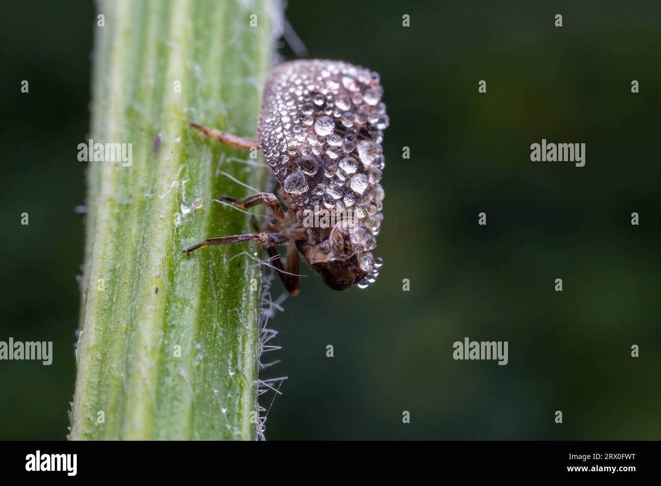 planthopper in the wild state Stock Photo - Alamy