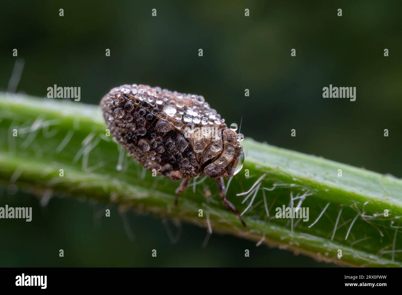 planthopper in the wild state Stock Photo - Alamy