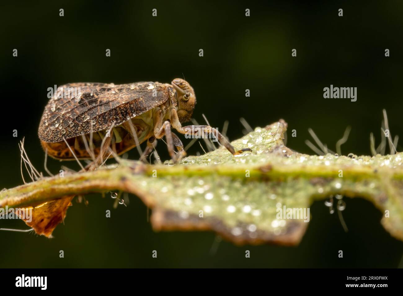 planthopper in the wild state Stock Photo - Alamy