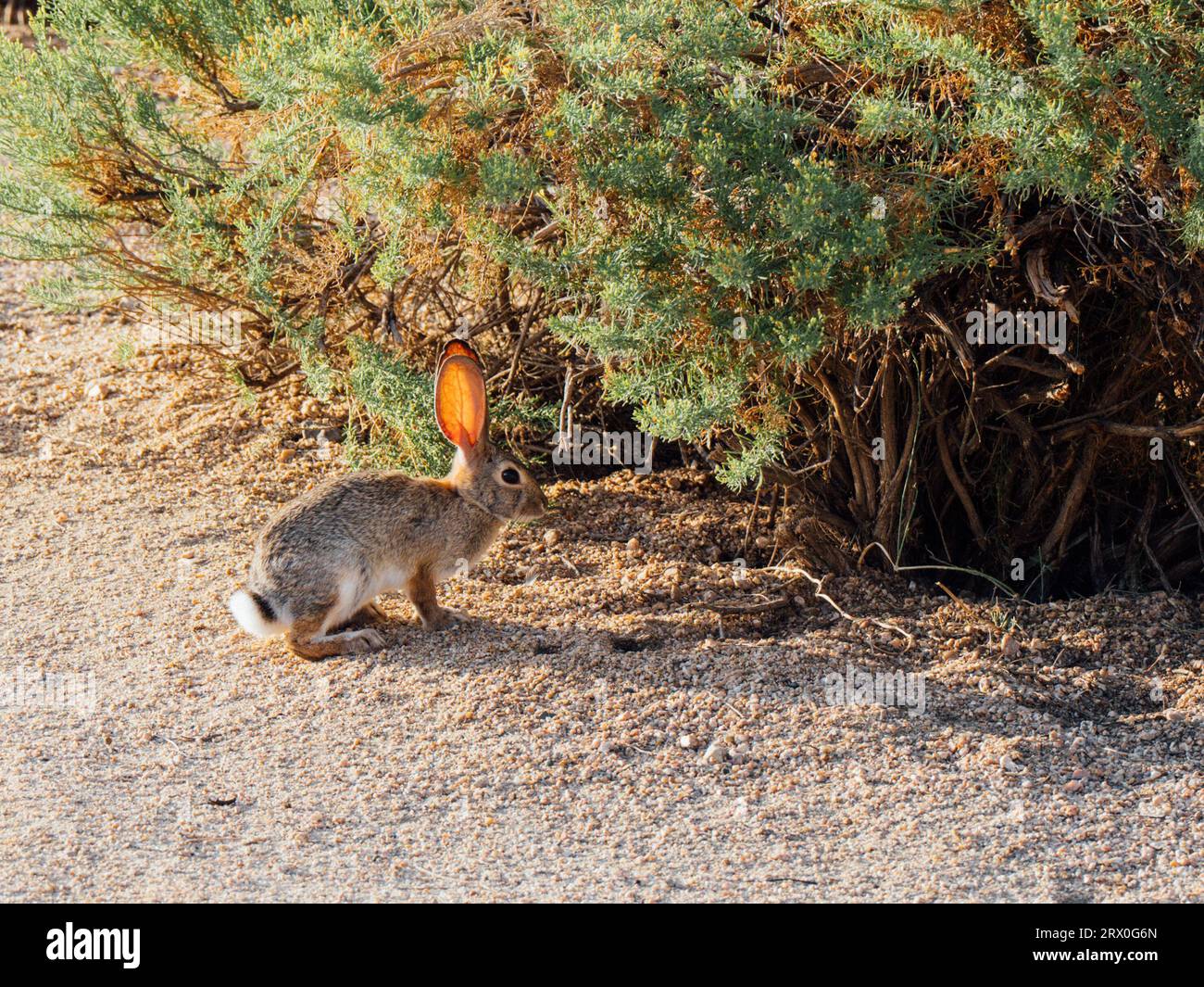Arizona hare hi-res stock photography and images - Alamy
