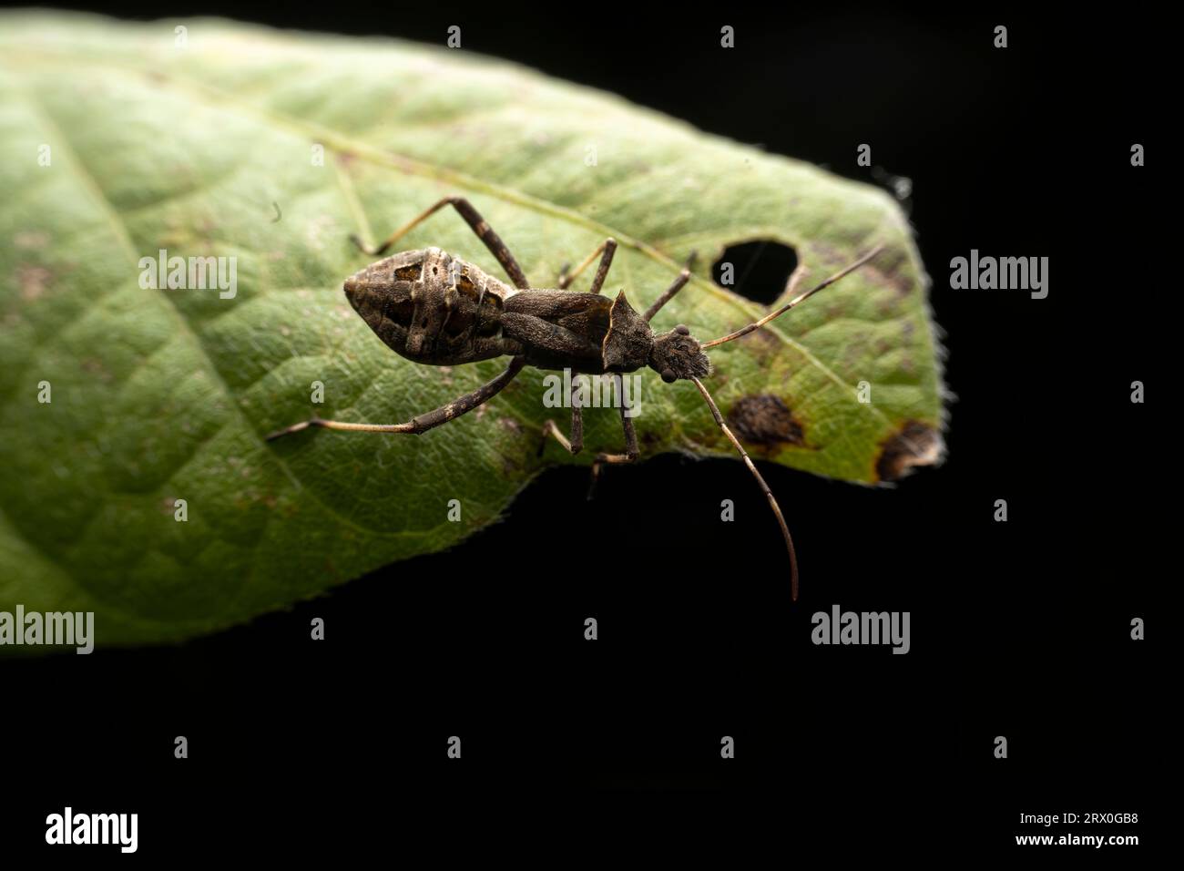 Riptortus hi-res stock photography and images - Alamy