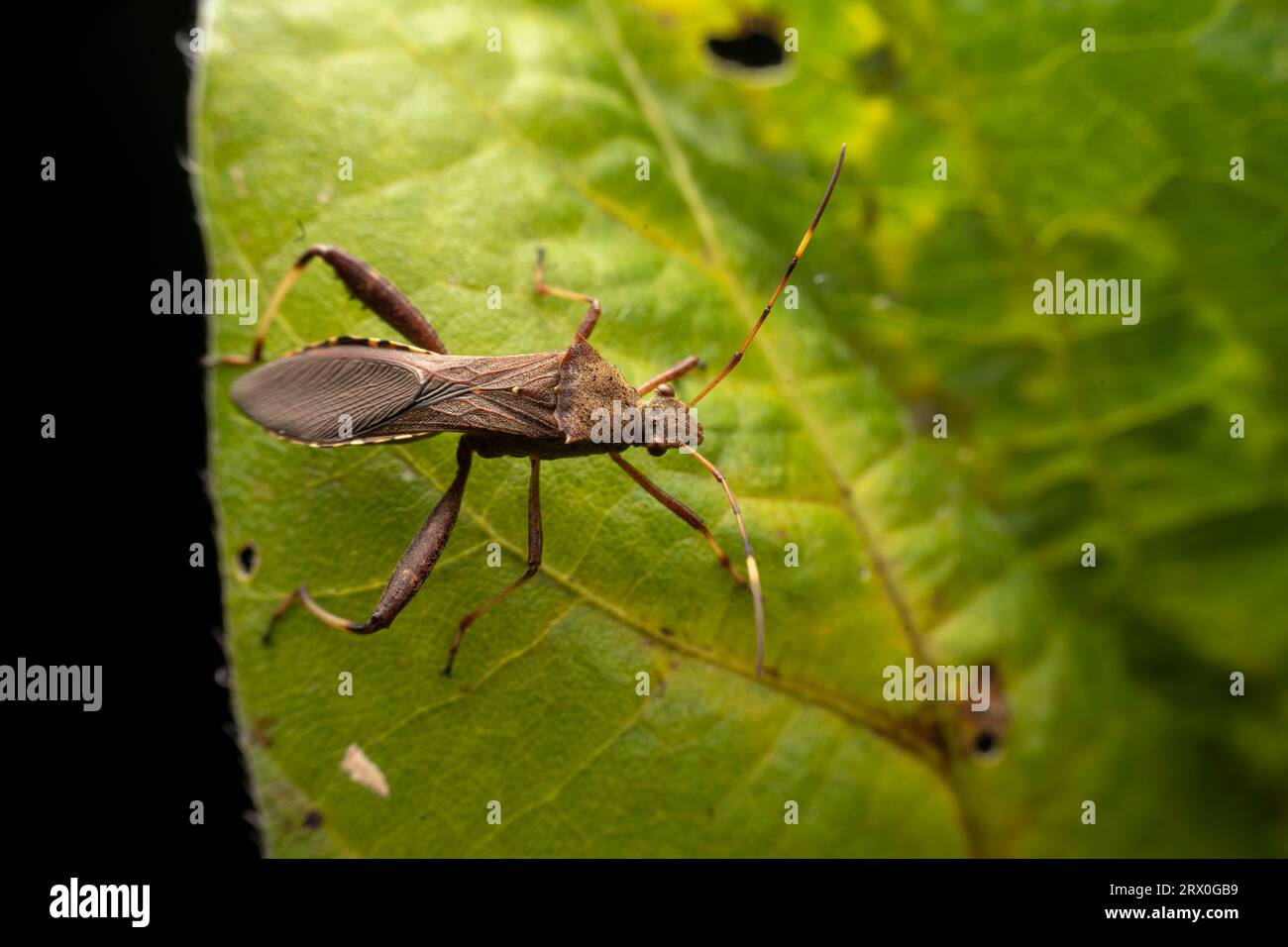 Riptortus hi-res stock photography and images - Alamy