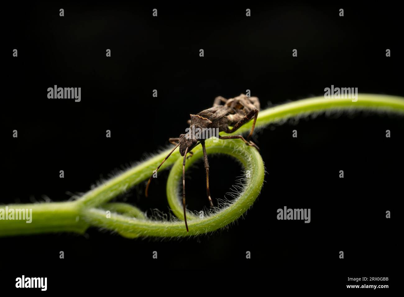 Riptortus hi-res stock photography and images - Alamy