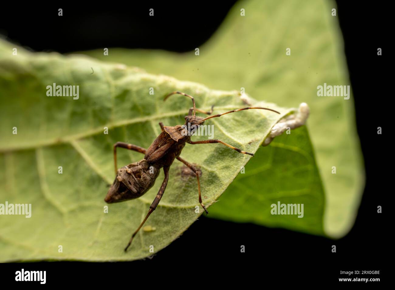 Riptortus hi-res stock photography and images - Alamy