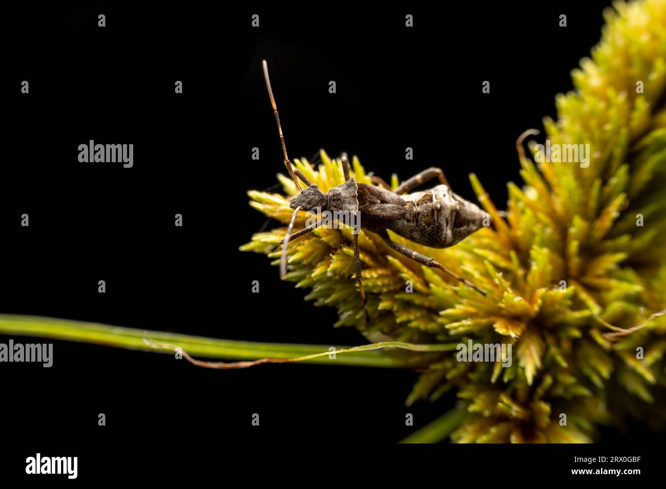 Riptortus hi-res stock photography and images - Alamy