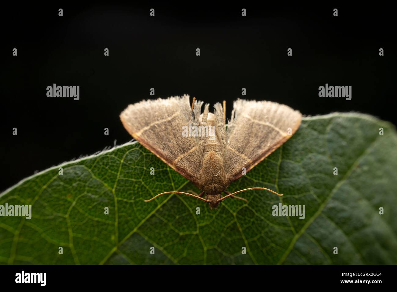 Borer moths hi-res stock photography and images - Alamy