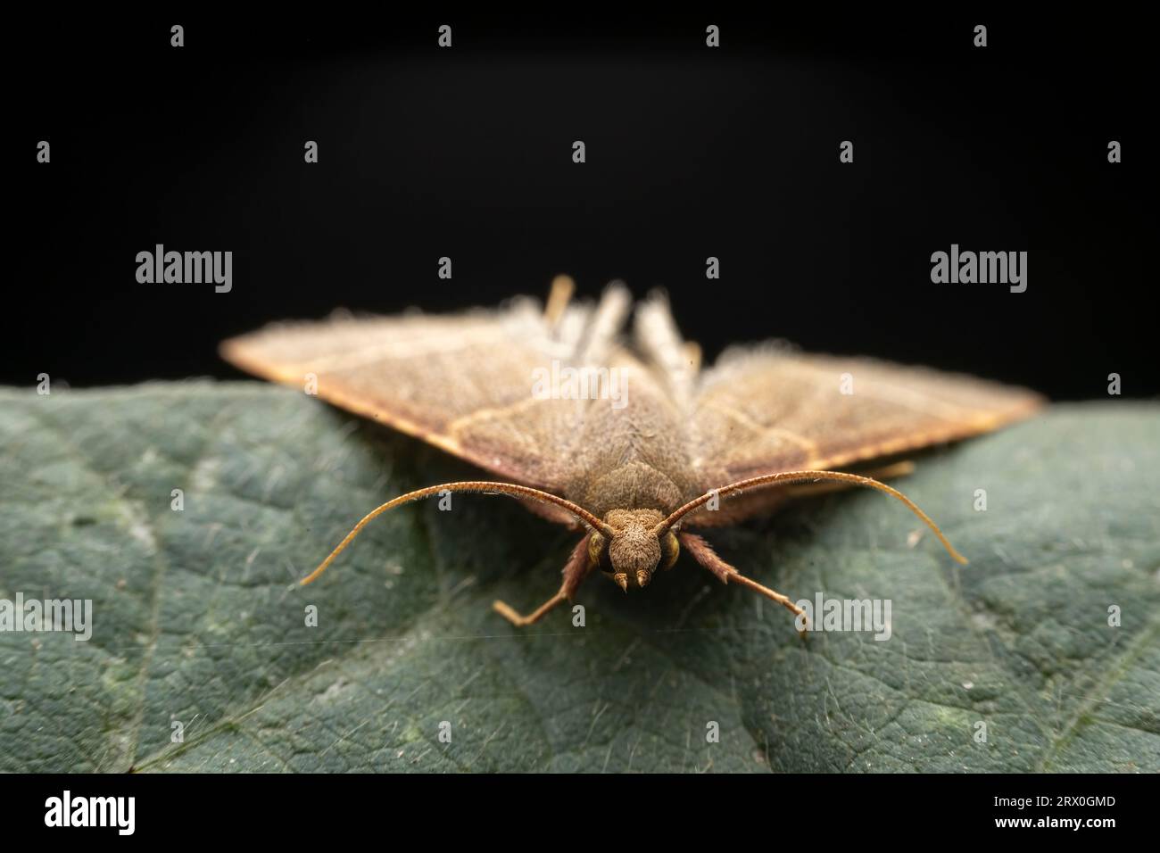 Wild borer hi-res stock photography and images - Alamy