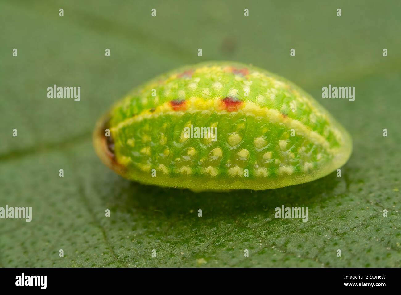 Limacodidae larva in the wild state Stock Photo - Alamy
