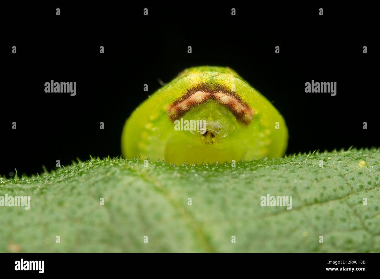 Limacodidae larva in the wild state Stock Photo - Alamy