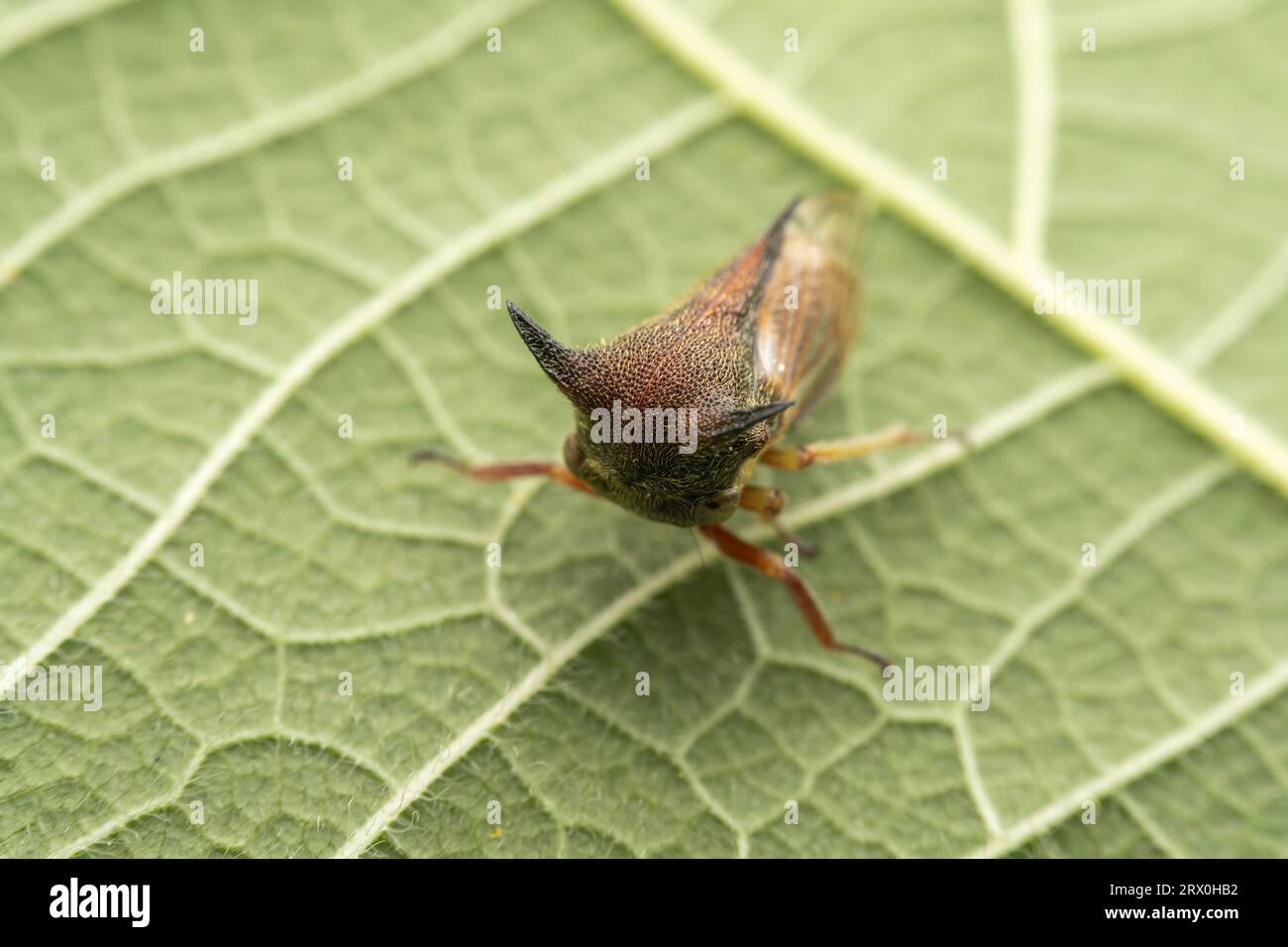 Umbonia spinos hi-res stock photography and images - Alamy