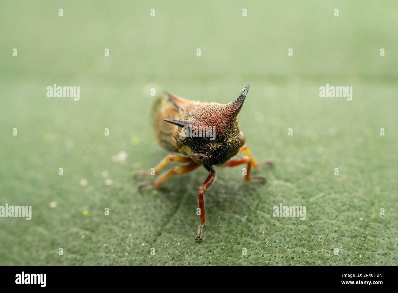 Membracidae hi-res stock photography and images - Alamy