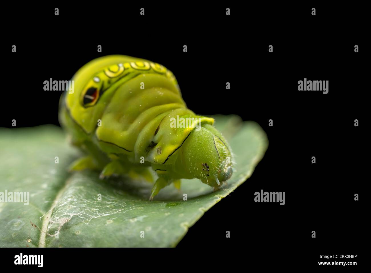 Papilio xuthus larva in the wild state Stock Photo - Alamy