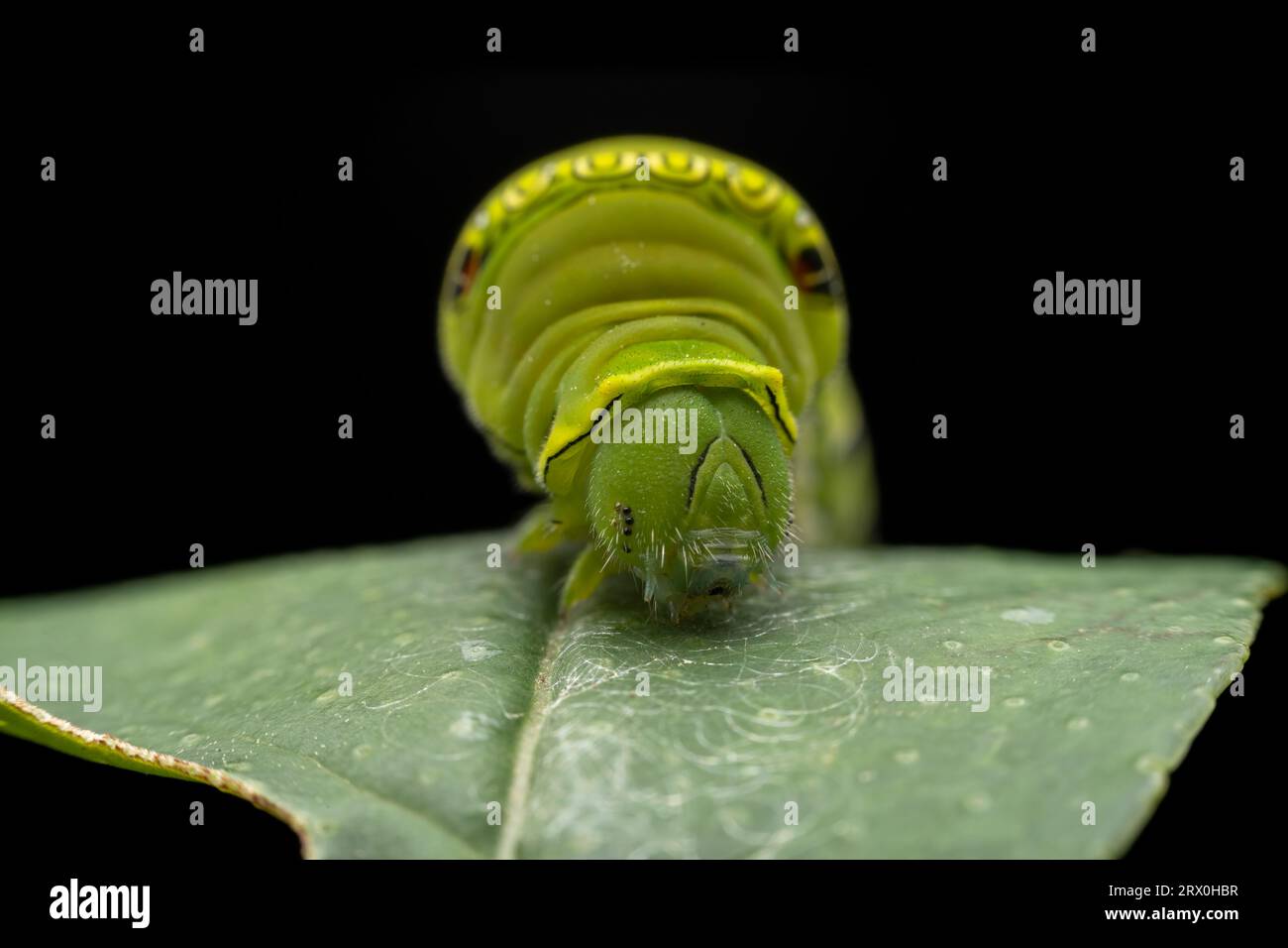 Papilio xuthus linnaeus hi-res stock photography and images - Alamy