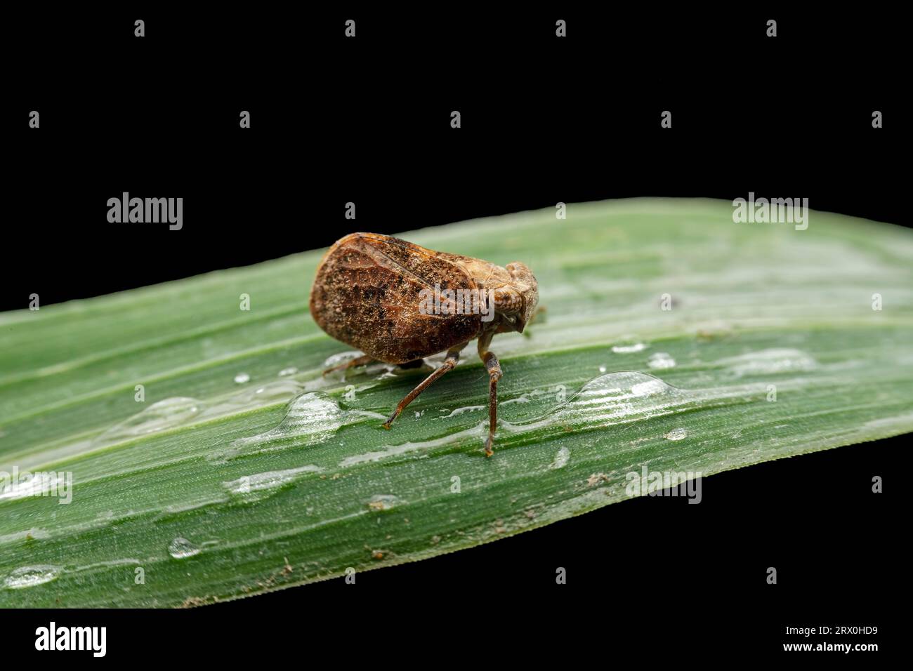 planthopper in the wild state Stock Photo - Alamy