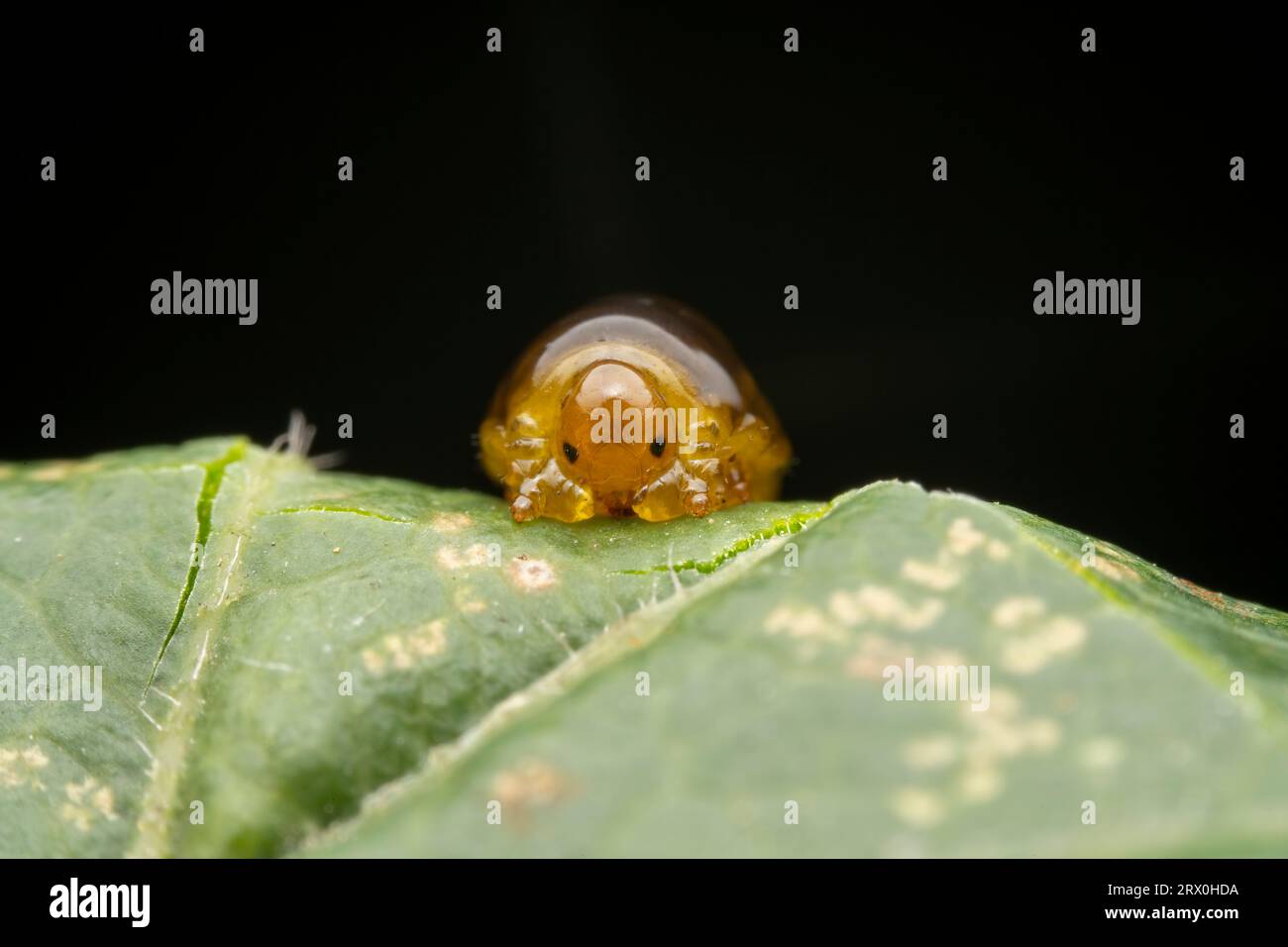 sawfly Larvae in the wild state Stock Photo - Alamy