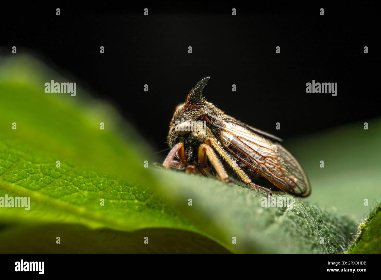 Umbonia spinos hi-res stock photography and images - Alamy