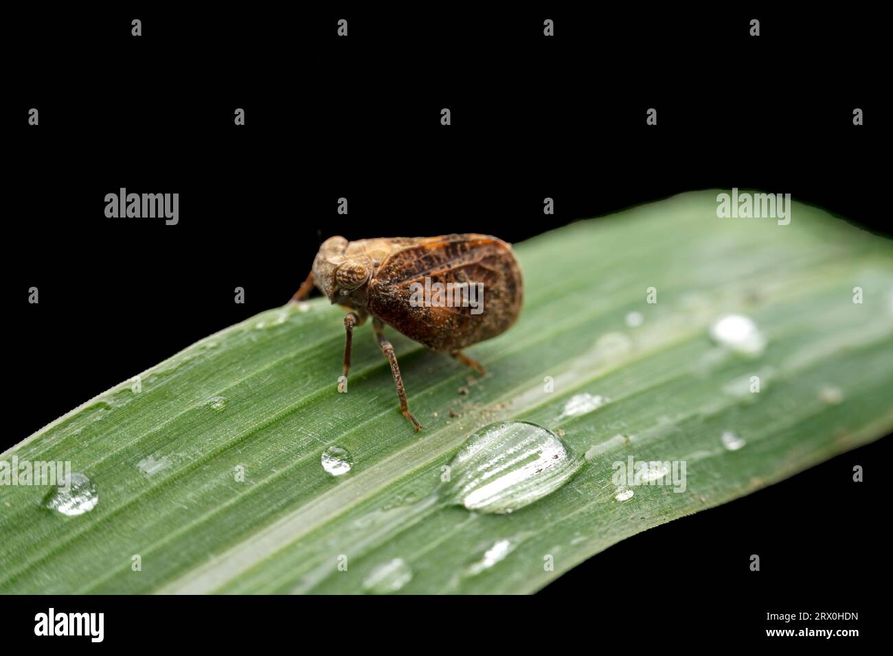 planthopper in the wild state Stock Photo - Alamy