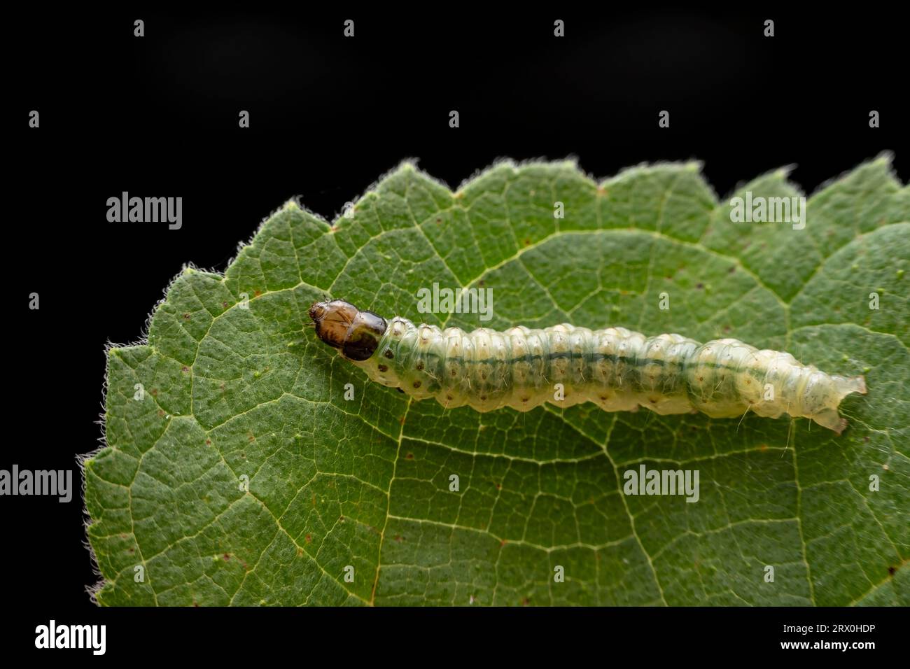 Lepidoptera larvae in the wild state Stock Photo - Alamy
