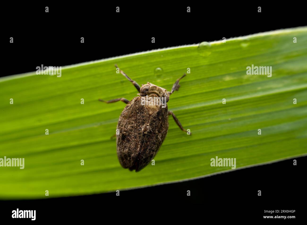 planthopper in the wild state Stock Photo - Alamy