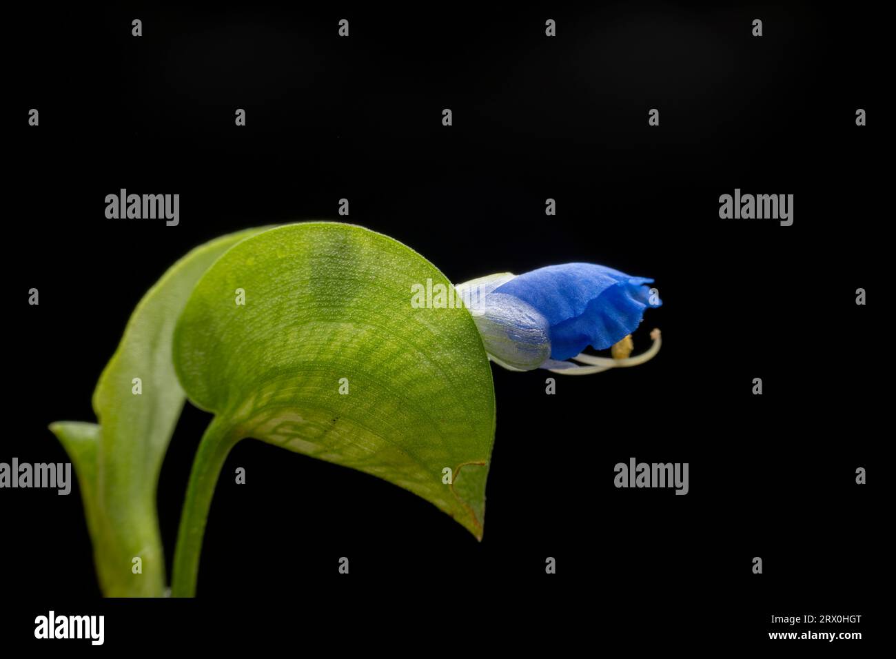 Commelina communis flower in the wild state Stock Photo - Alamy