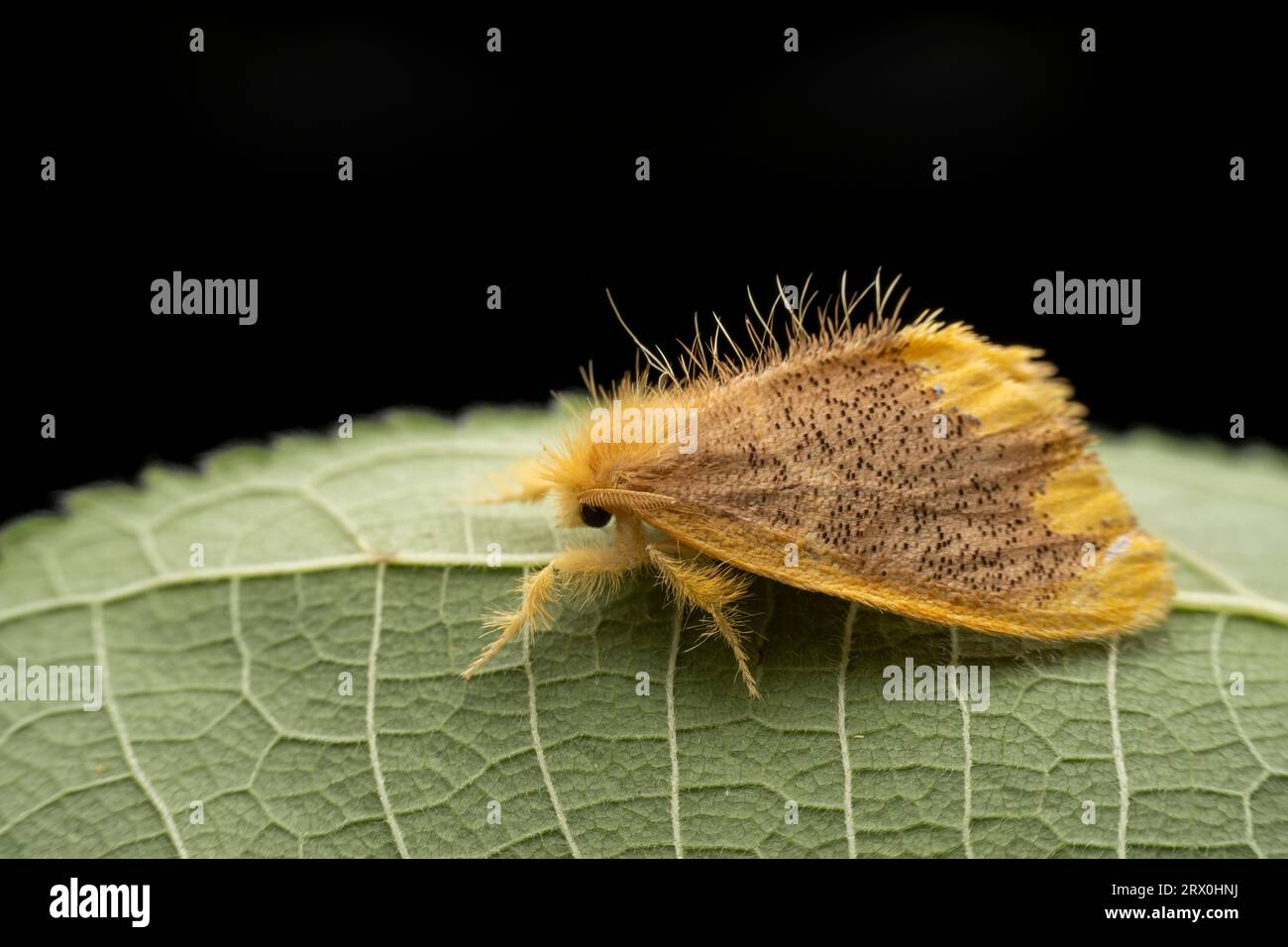 tussock moth in the wild state Stock Photo - Alamy