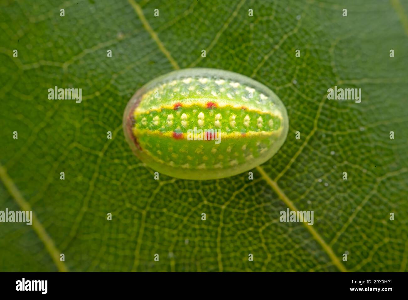 Eucleid hi-res stock photography and images - Alamy