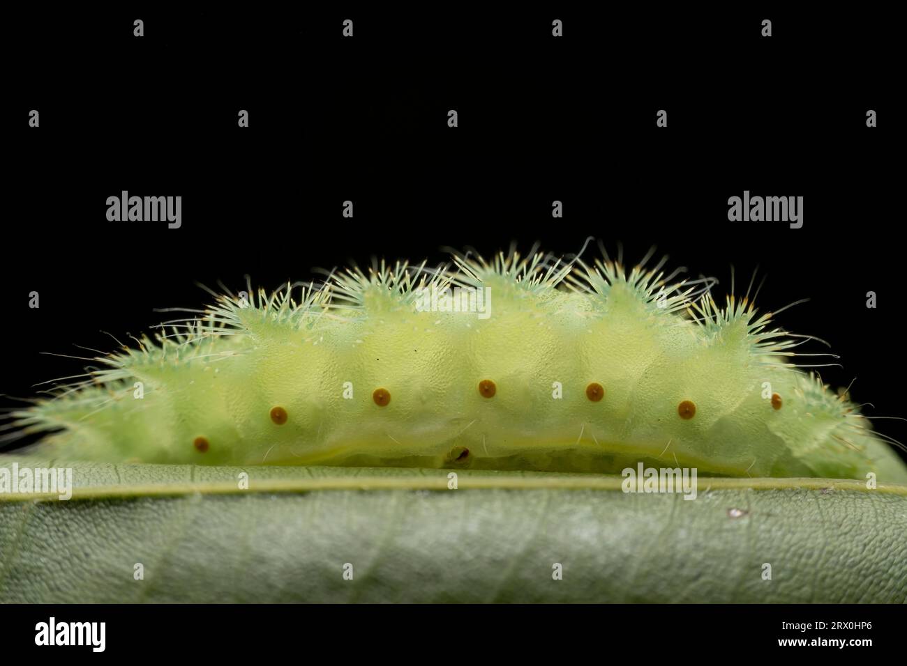 Thosca sinensis hi-res stock photography and images - Alamy