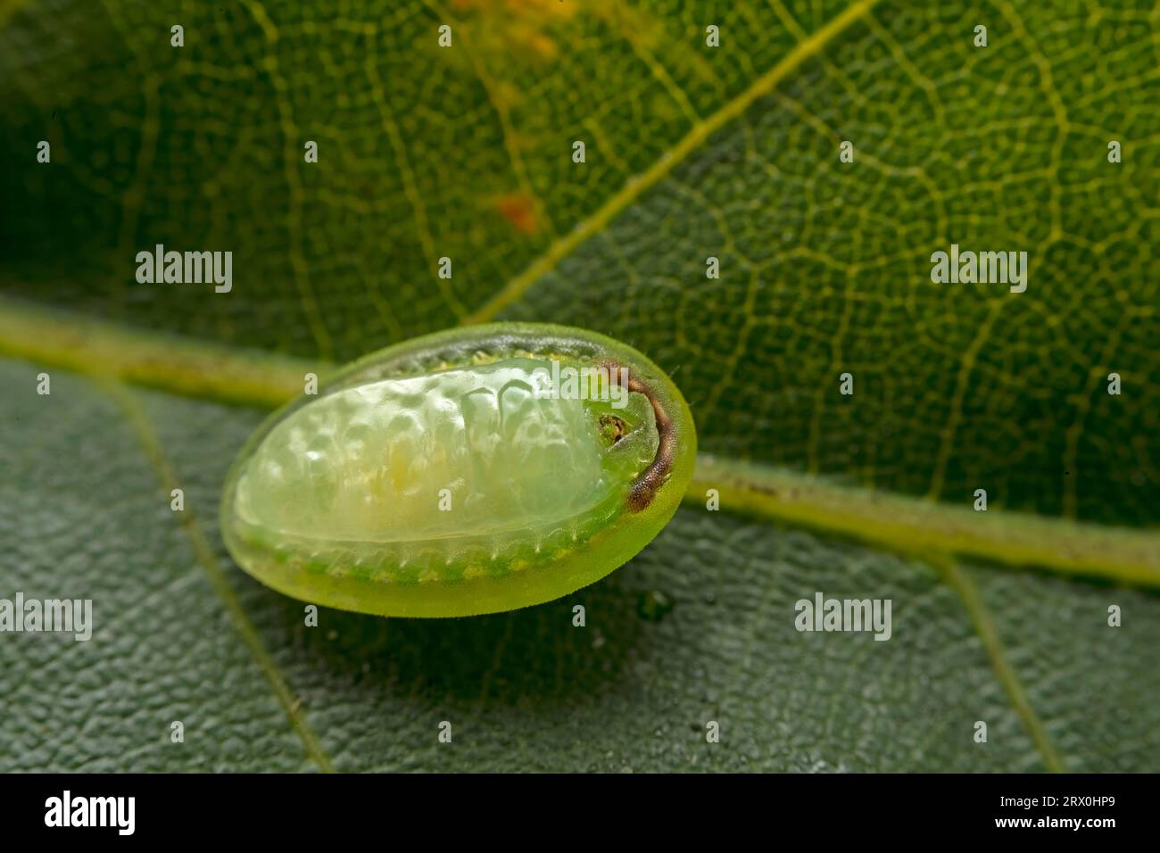 Limacodidae larva in the wild state Stock Photo - Alamy