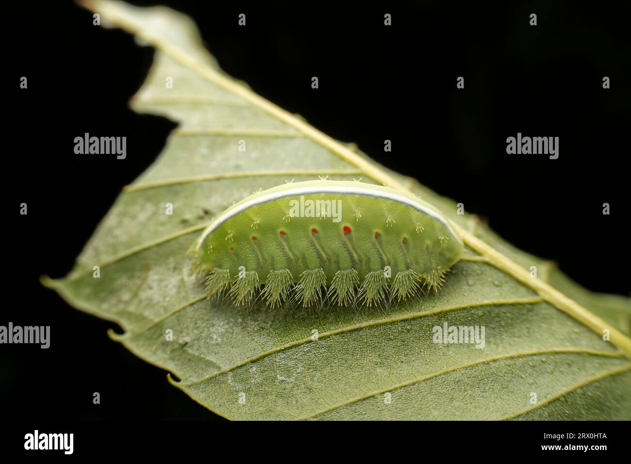 Thosea sinensis hi-res stock photography and images - Alamy