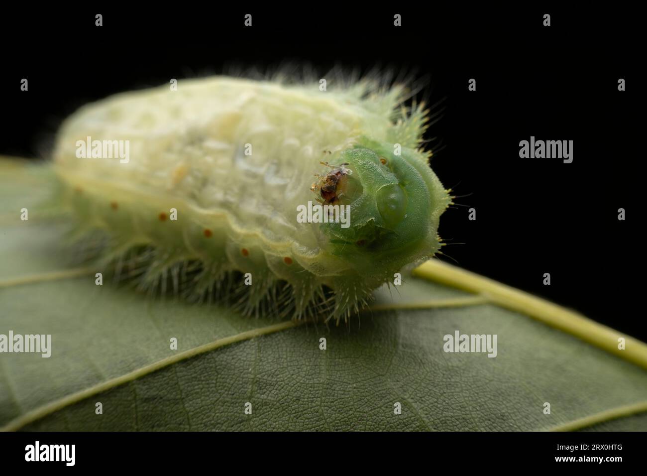 Thosea sinensis hi-res stock photography and images - Alamy