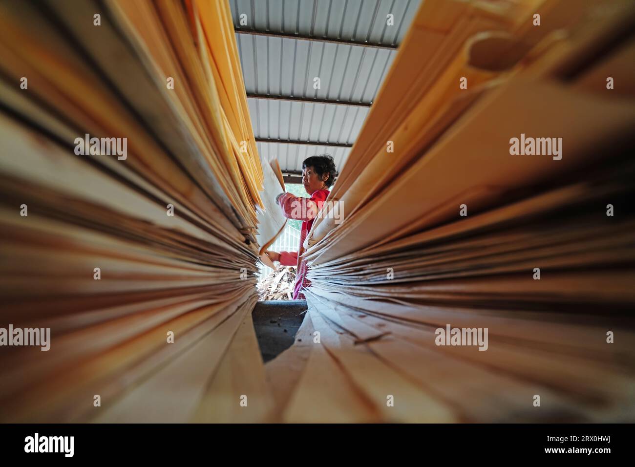 Luannan County, China - August 30, 2022: Workers are moving wood chips ...