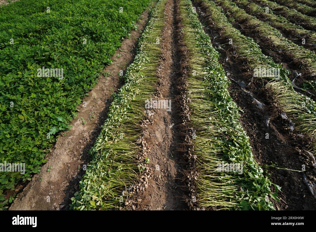 Peanut drying hi-res stock photography and images - Alamy