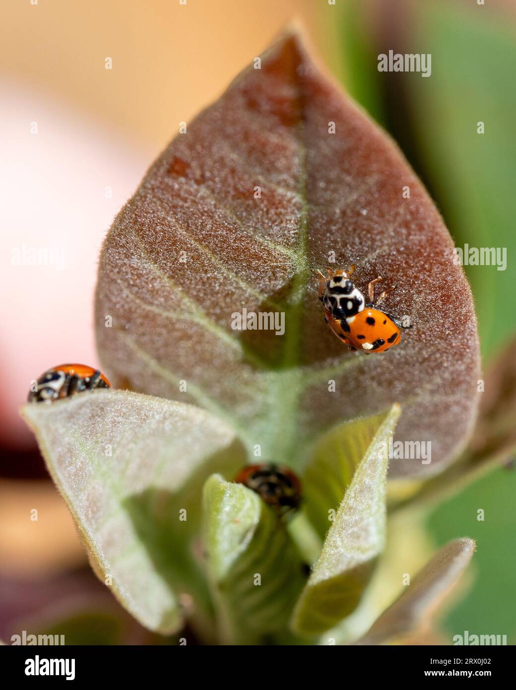 A family of orange with black spots Ladybugs or Lady beetles crawling ...