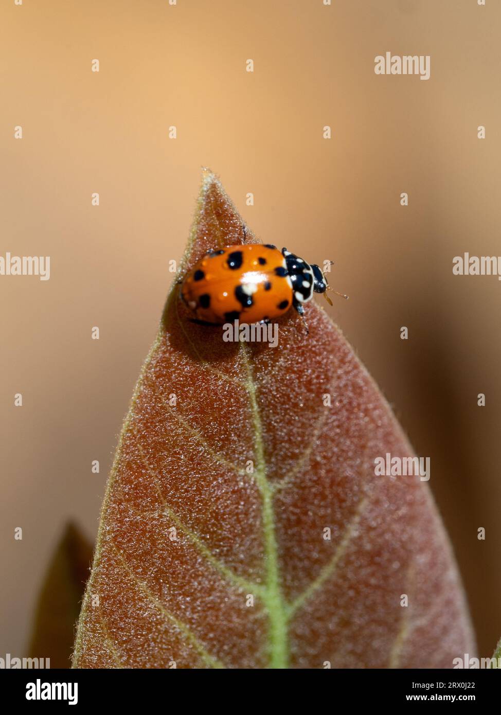 Closeup of shiny orange with black spots Ladybug or Lady beetle on the ...