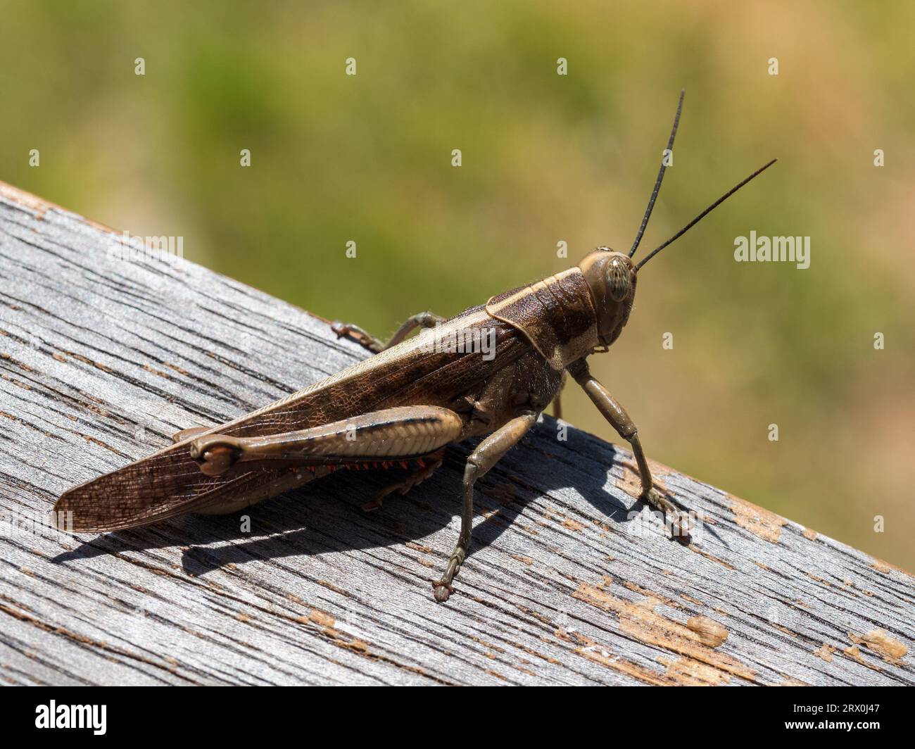 Giant brown grasshopper hi-res stock photography and images - Alamy