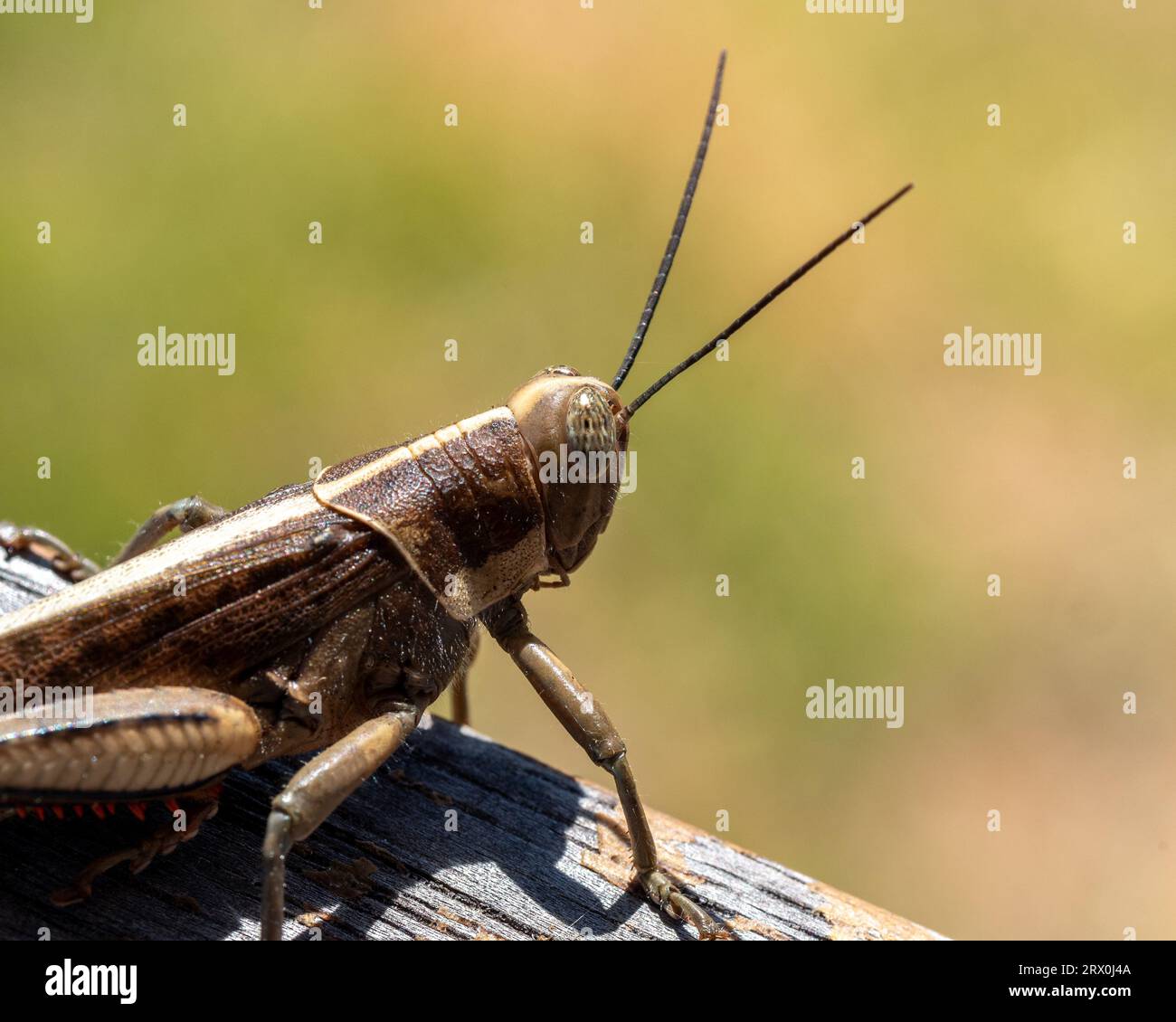 Big brown Grasshopper, closeup on head, eyes Stock Photo - Alamy