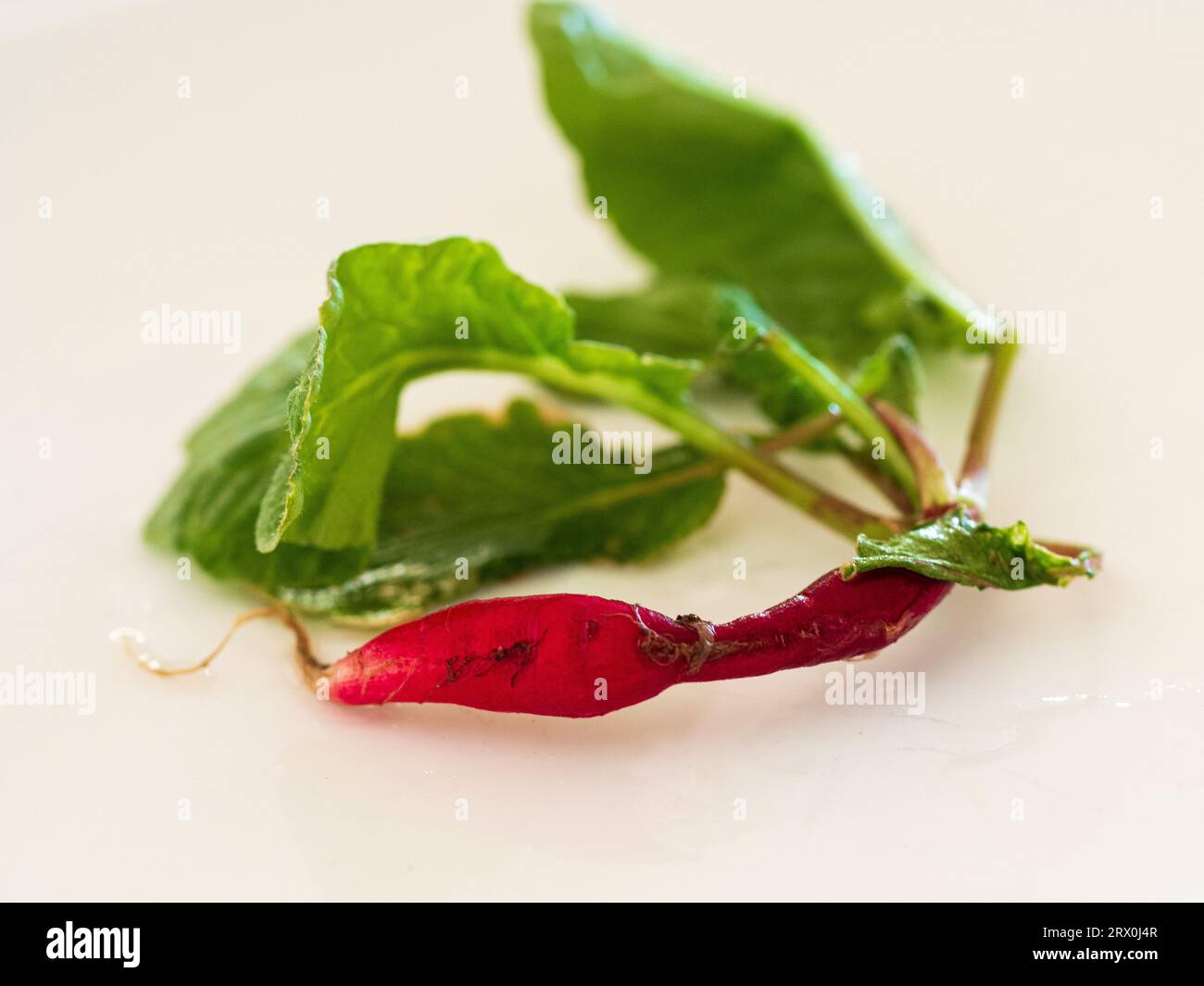 Vegetable fail, red radish with green leaves, odd shape, should be ...