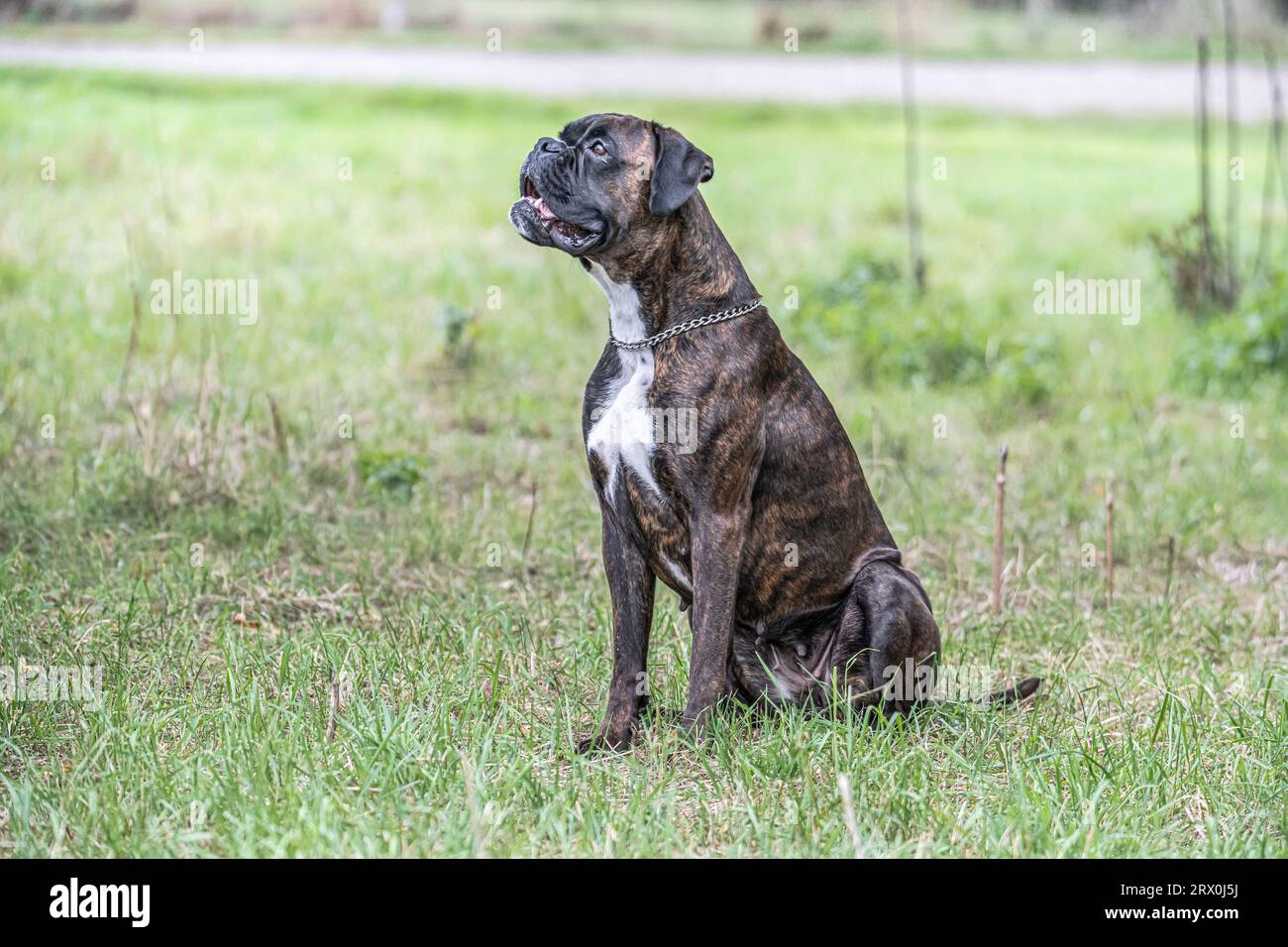 Beautiful German Boxer Dog sitting in front of green gras in a park ...