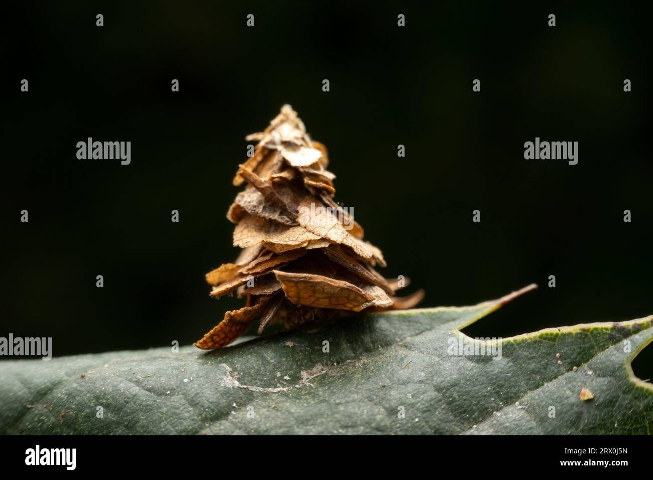 psychid larva in the wild state Stock Photo - Alamy