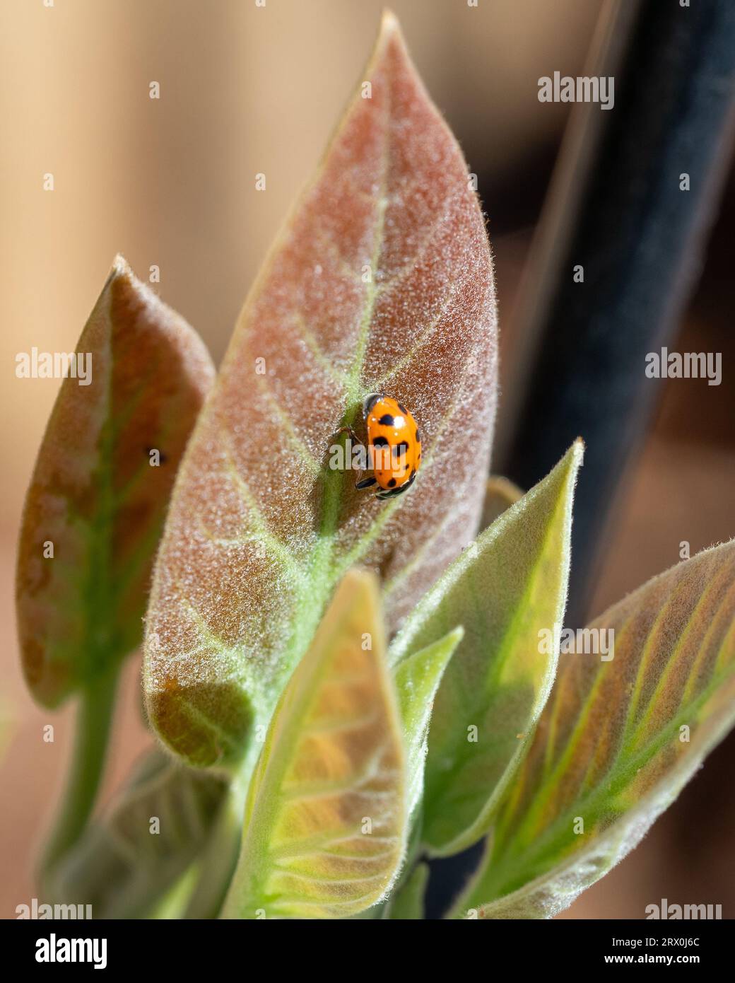 Australian garden beetles hi-res stock photography and images - Alamy
