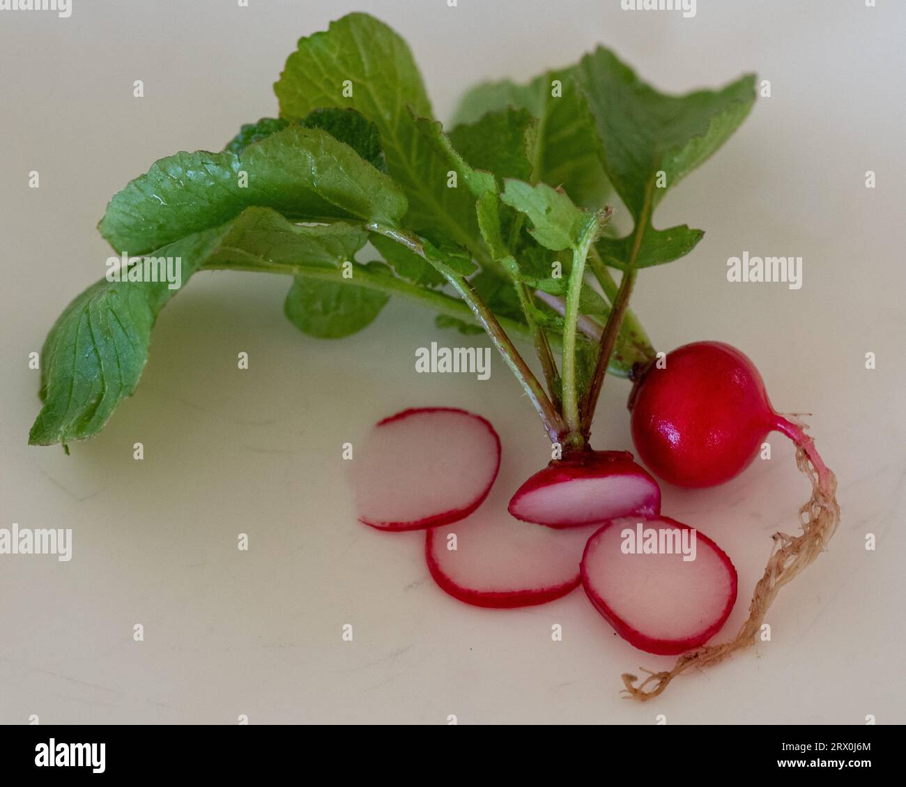 Cherry Belle Radishes, Red skinned white flesh and green leaf tops ...