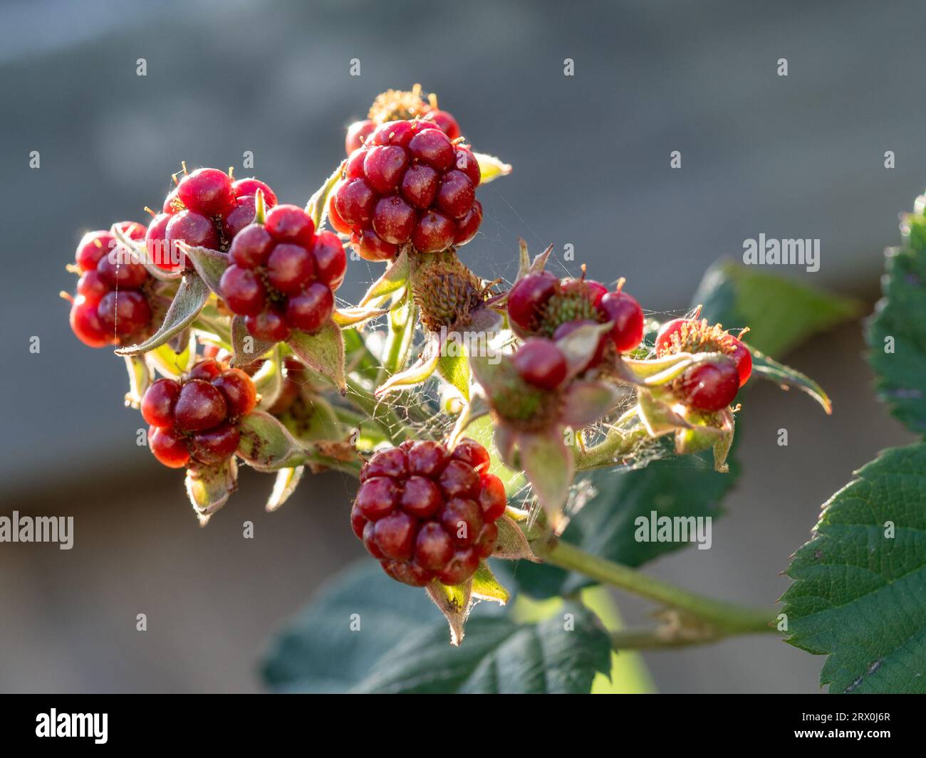 Red Blackberries growing on the Vine of a thornless plant, not yet ripe ...