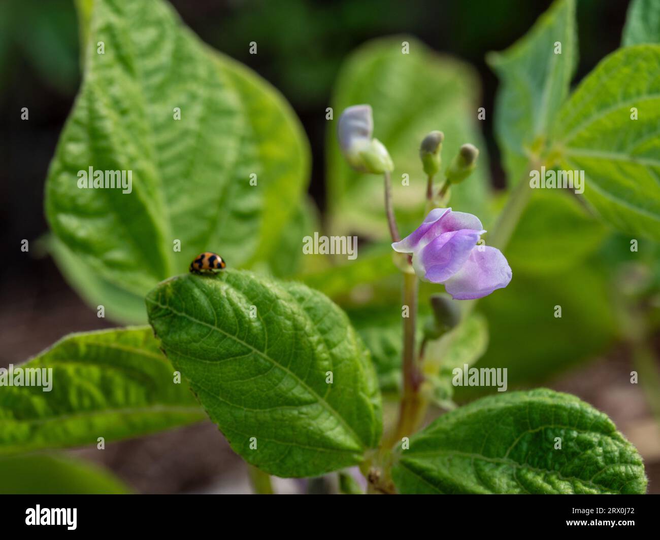 Pretty Mauve purple flowers and green leaves of a Bean plant with an ...