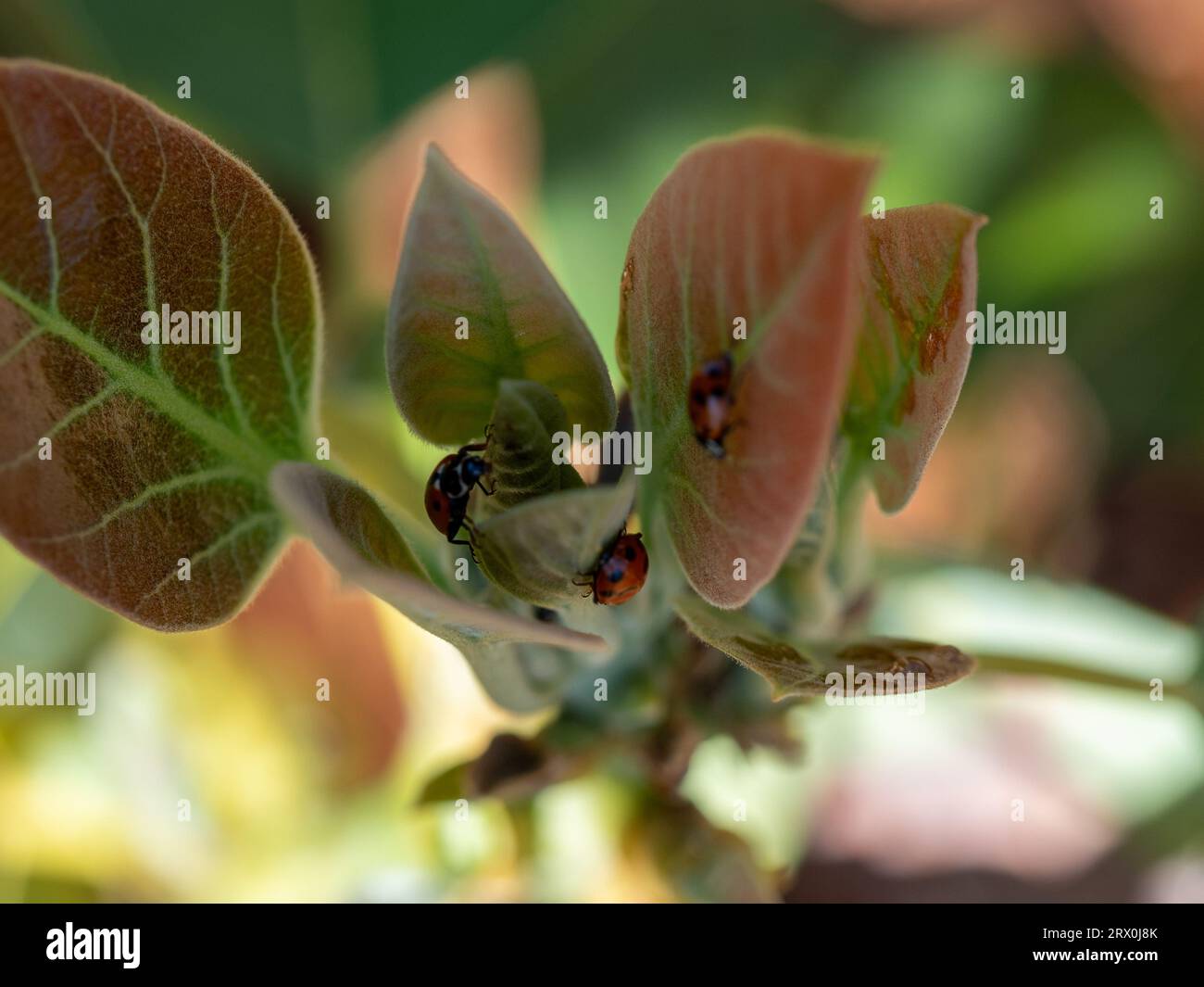 A family of orange with black spots Ladybugs or Lady beetles on new ...