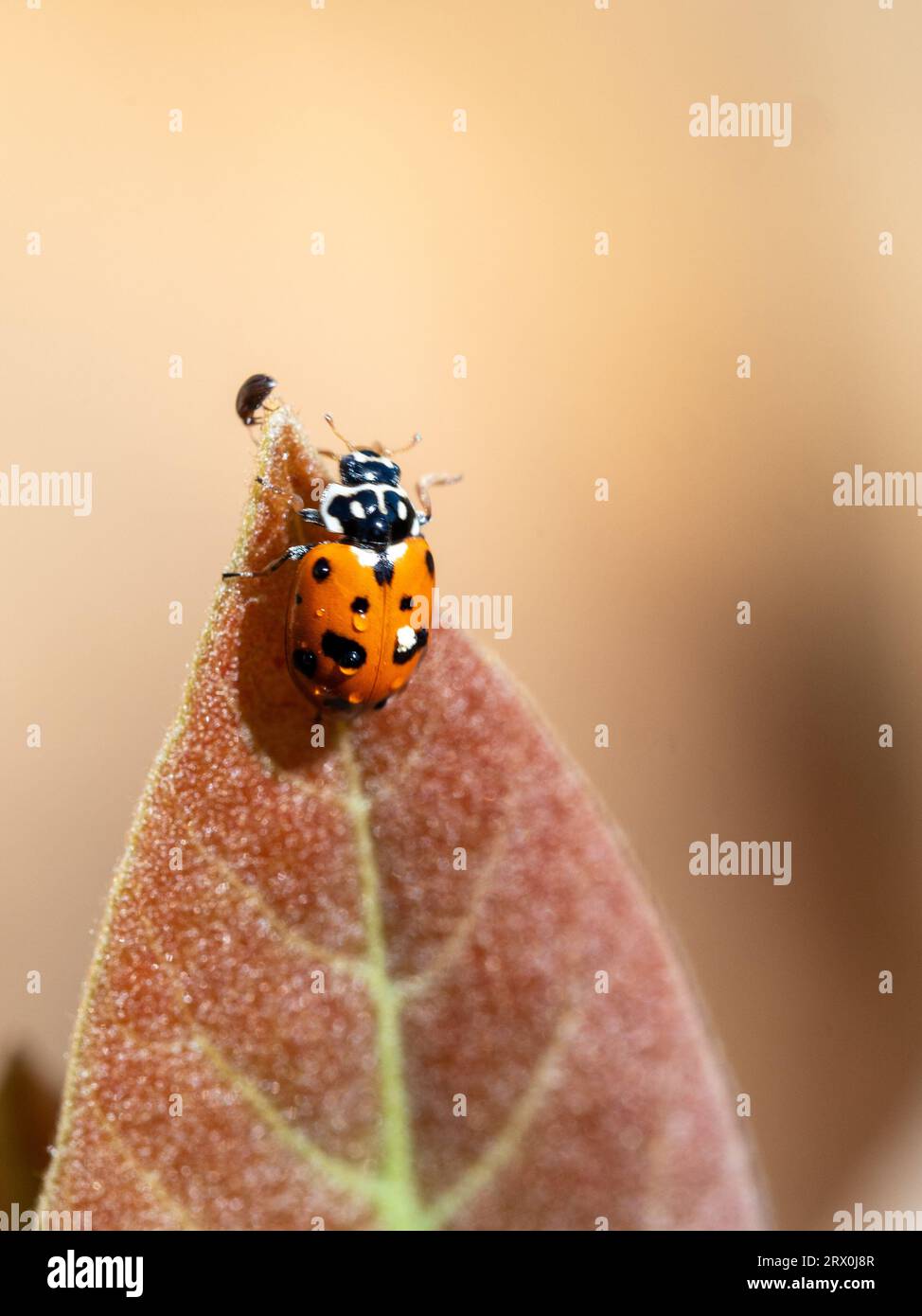 Ladybug or Lady beetle, orange with black spots, on new growth reddish ...