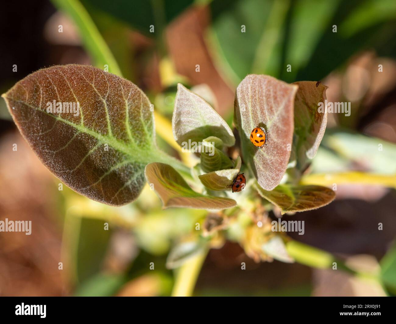 Australian leaf beetles hi-res stock photography and images - Alamy