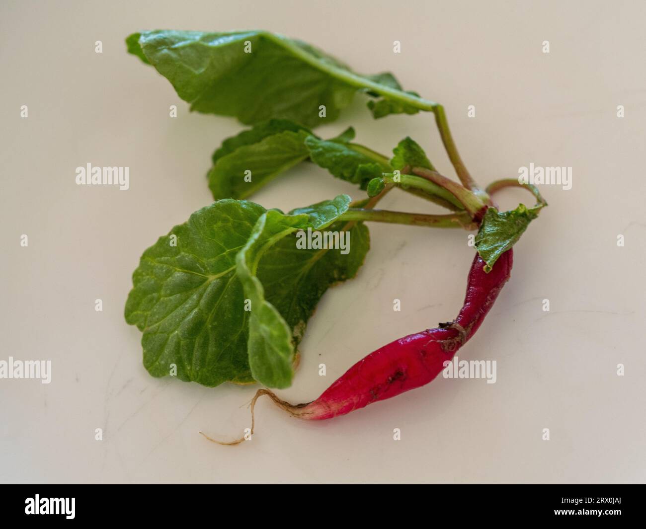 Vegetable fail, red radish with green leaves, odd shape, should be ...