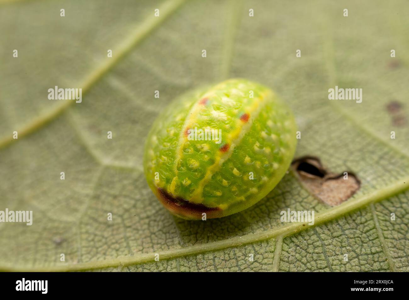 Limacodidae larva in the wild state Stock Photo - Alamy