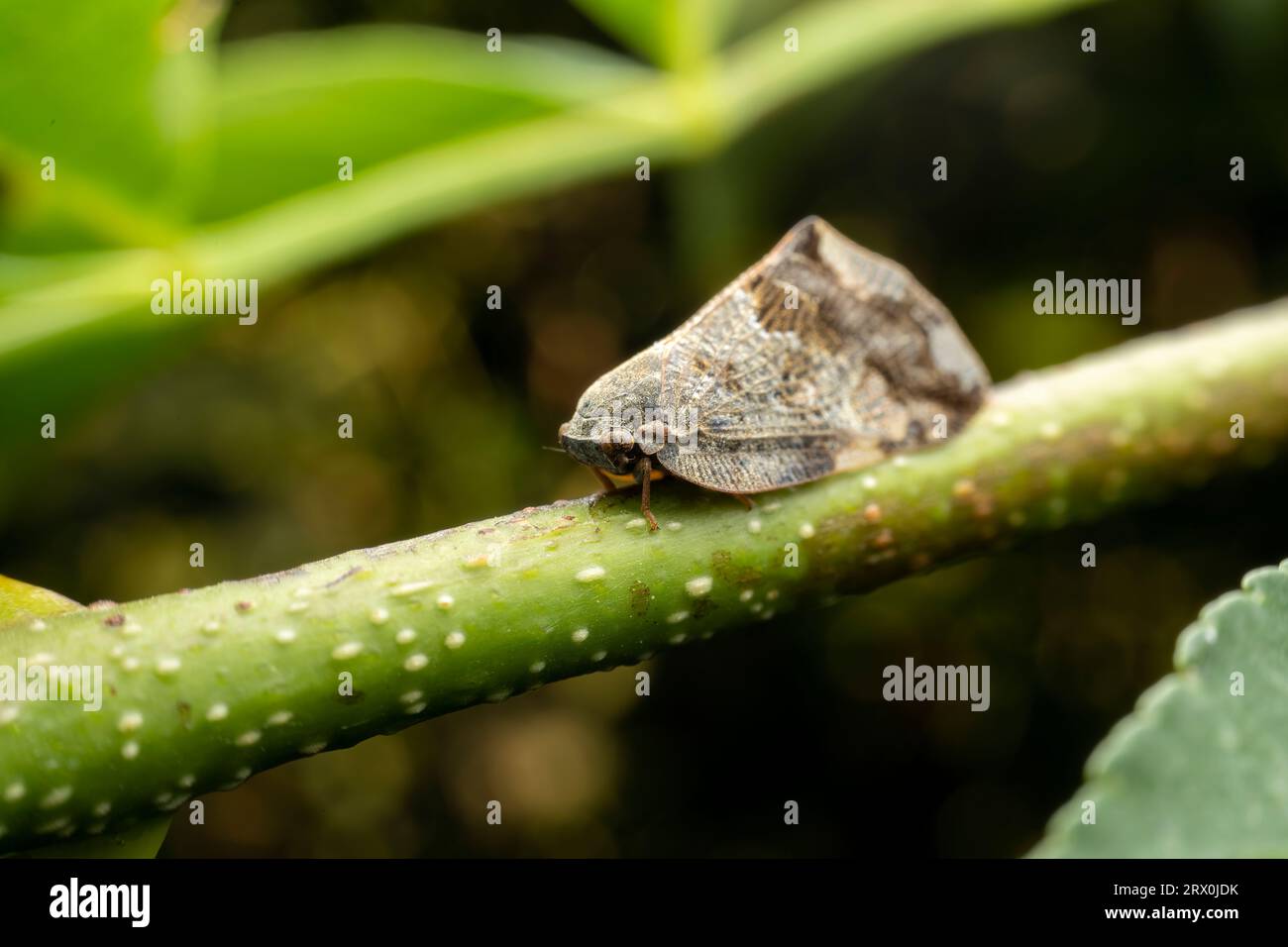 planthopper in the wild state Stock Photo - Alamy